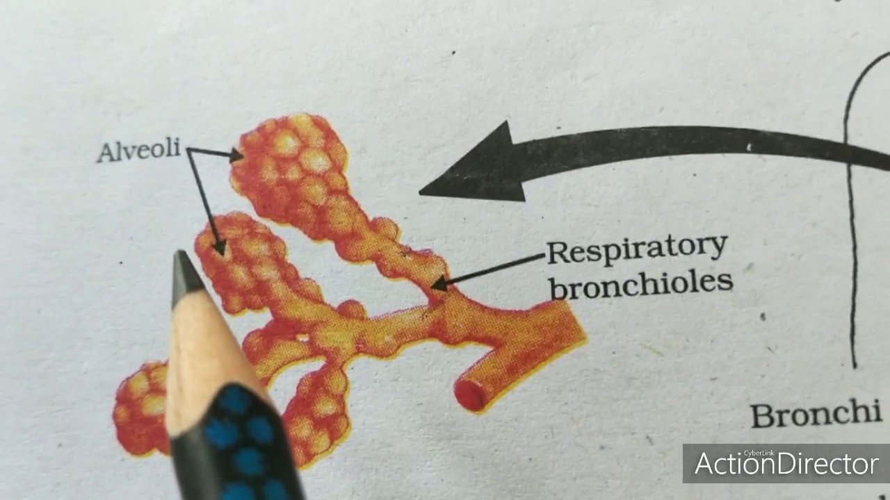 Class 10, Human respiratory system part_2 - YouTube