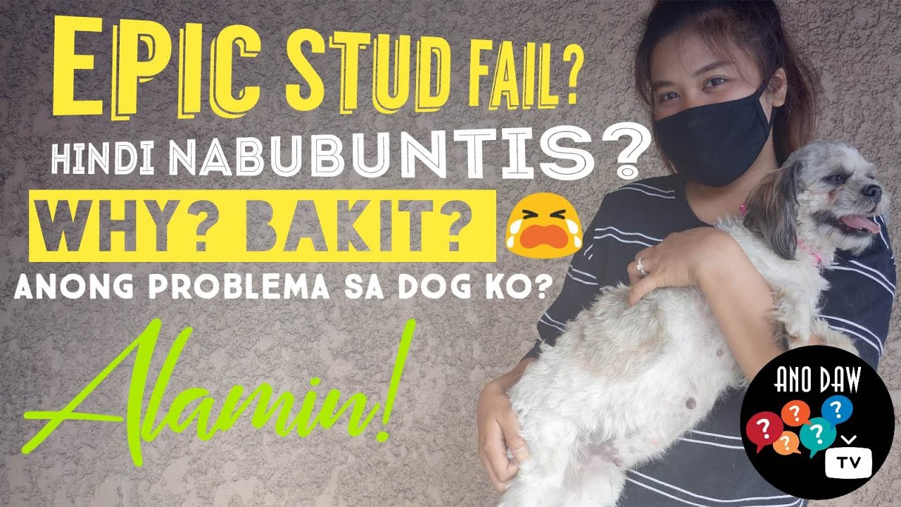 Paano mabuntis ang alagang aso - YouTube