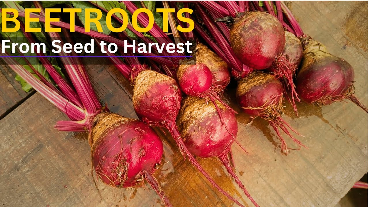 Growing Beetroots at home | From Seed to Harvest | Beetroots - YouTube