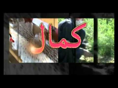 Hewad tv Kamal Signal.flv - YouTube