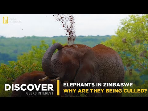 Top Wildlife Expert Reveals Truth About Zimbabwe's Elephant Cull - YouTube