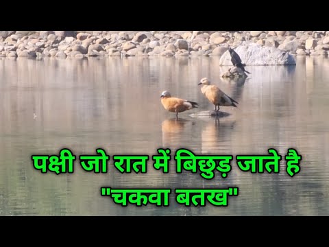 brahmani duck (ब्राह्मणी बतख) Ruddy shelduck चकवा बतख चक्रवाक बतख #duck ...
