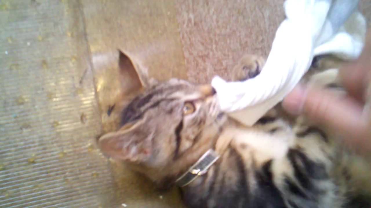 Sock burglar - YouTube