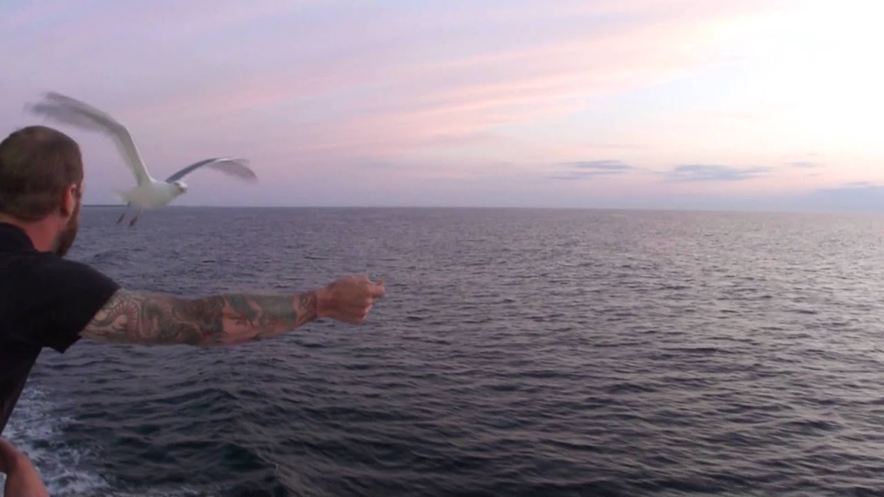 Man feeds Cheez-It cracker to seagull - YouTube