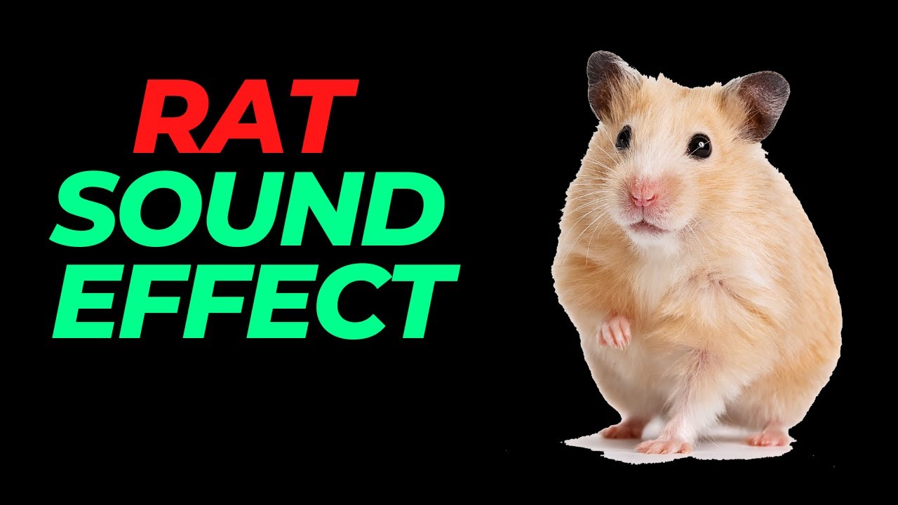 Rat Sound Effect - Sound Effect (No Copyright Sound Effect) nature ...