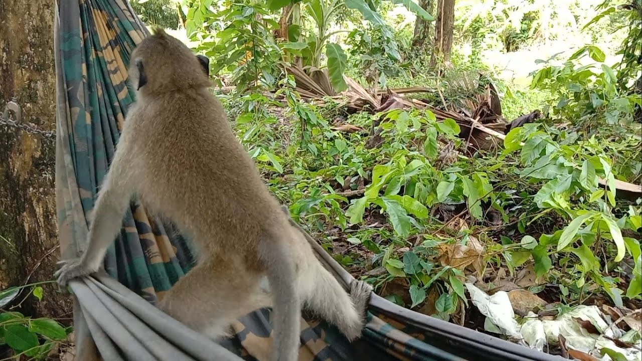 Teach your baby monkey to sleep in a hammock#Primitive Rural Life ...