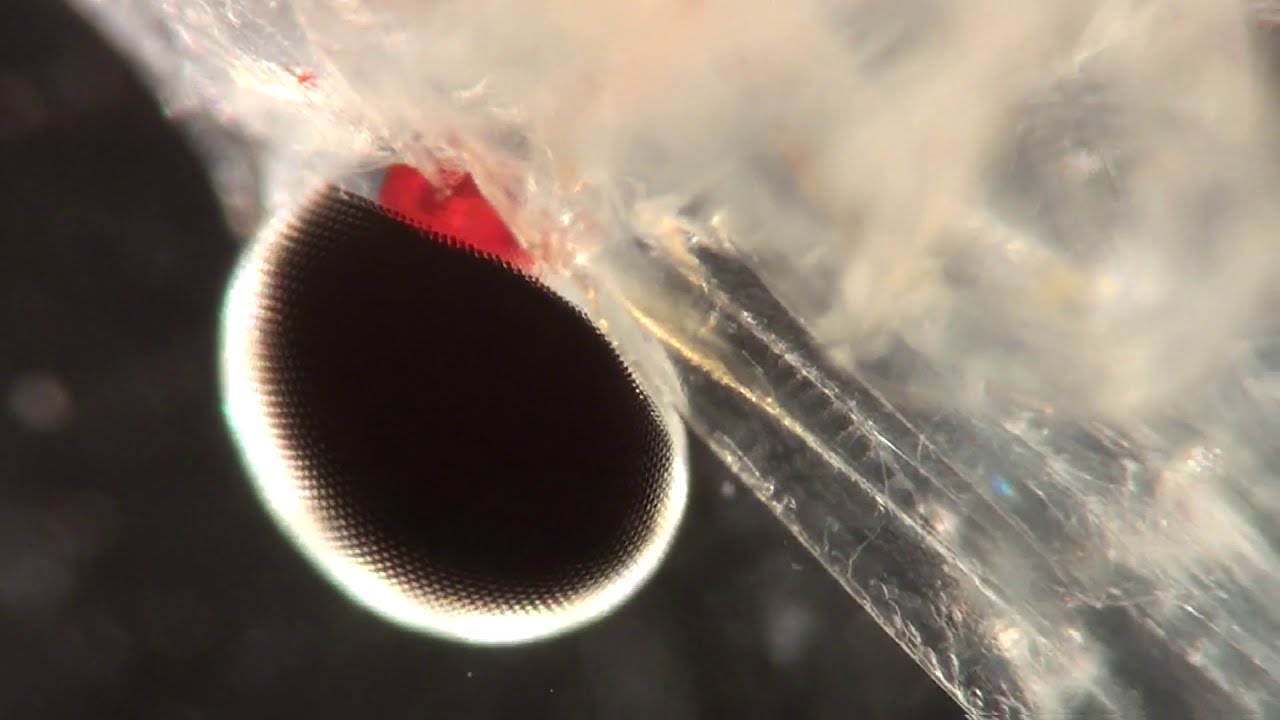 Northern krill, Meganyctiphanes norvegica - YouTube