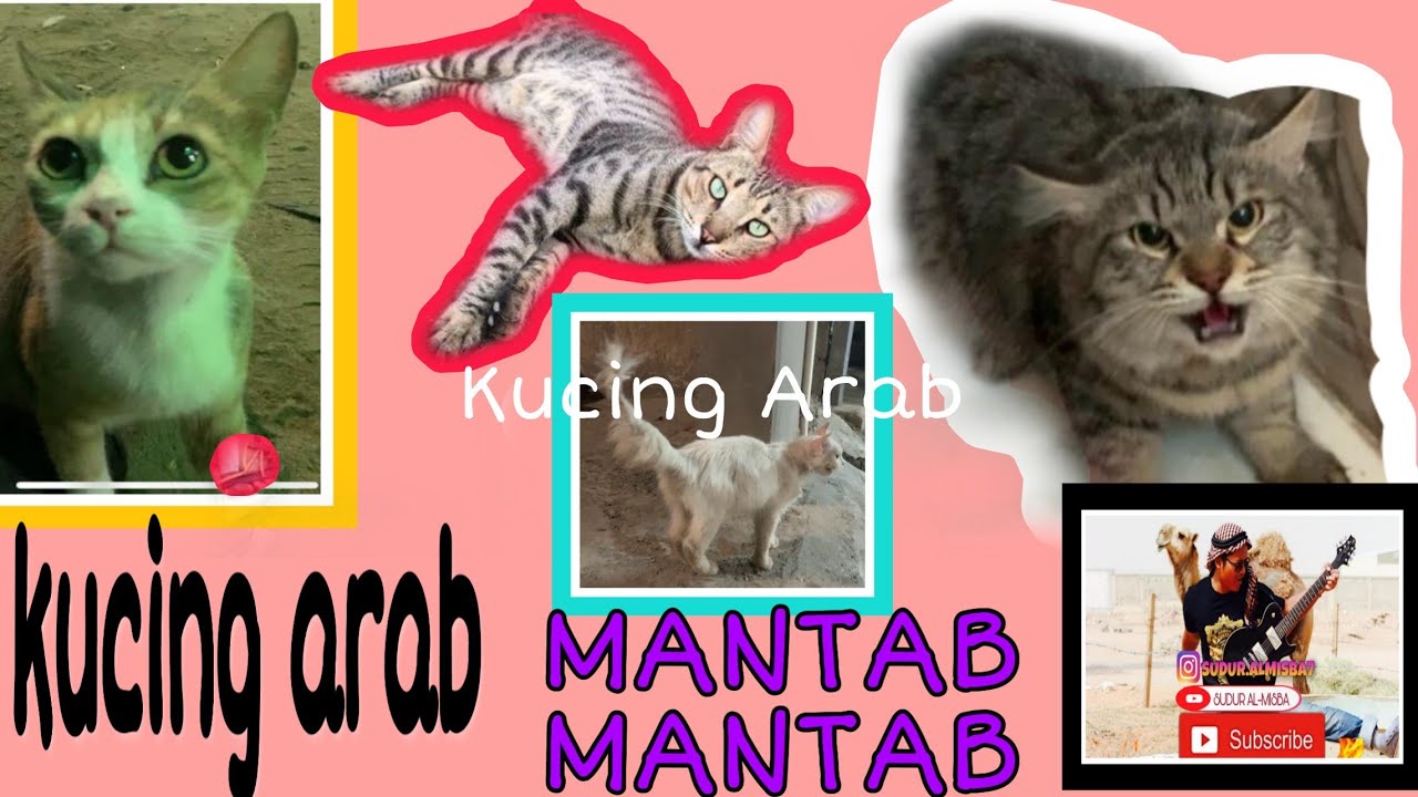 KUCING ARAB MANTAB MANTAB - YouTube