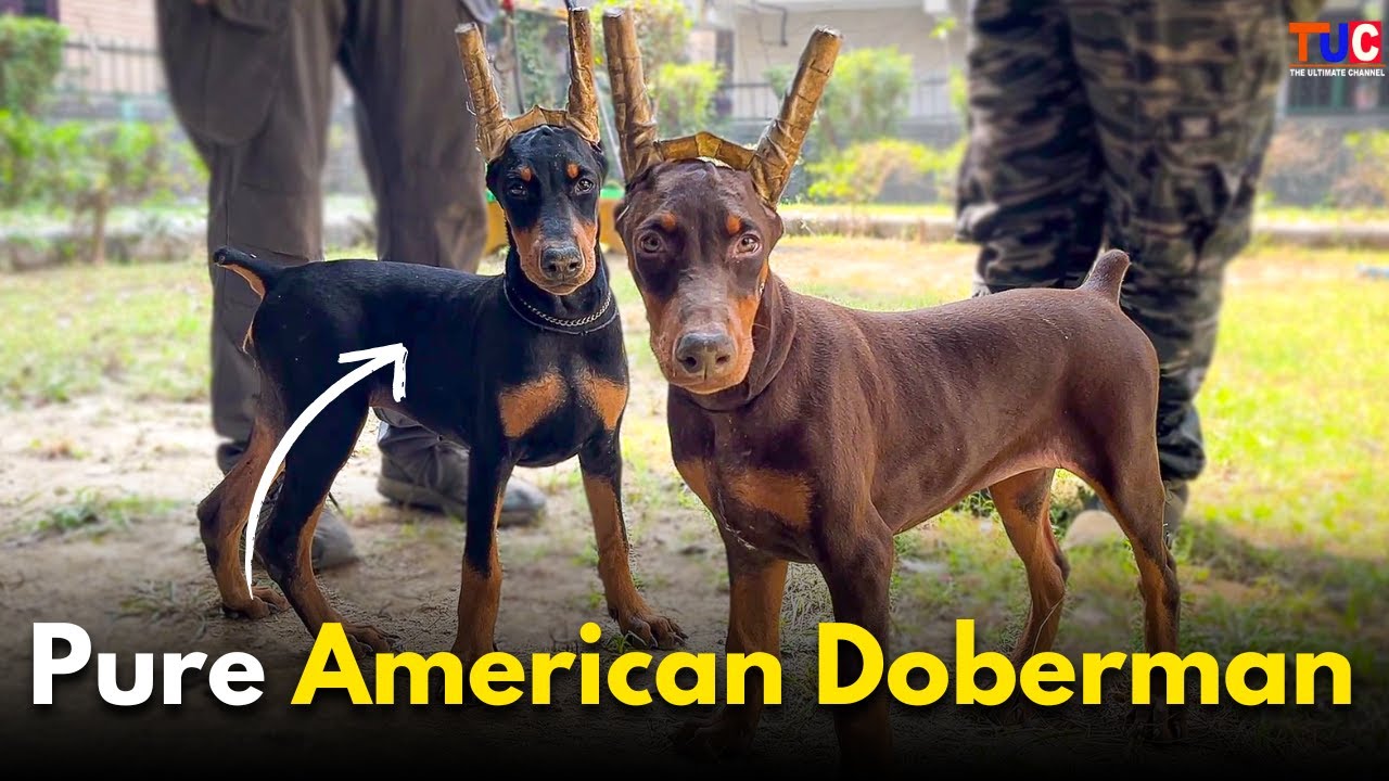 Meet The Champion Line Doberman Pinscher 😱 Real Doberman - YouTube