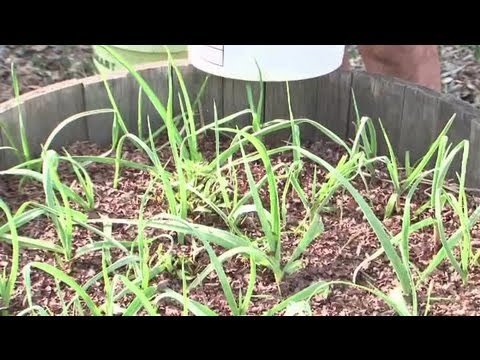 Ideas for Cocoa Bean Mulch : Planting Tips - YouTube