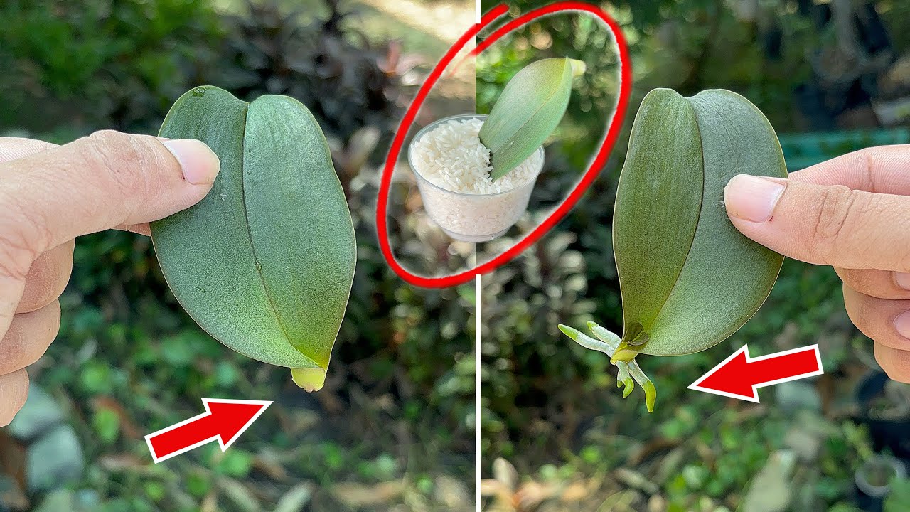 Just rice! Orchid leaves grow 200% of roots immediately and bloom super ...