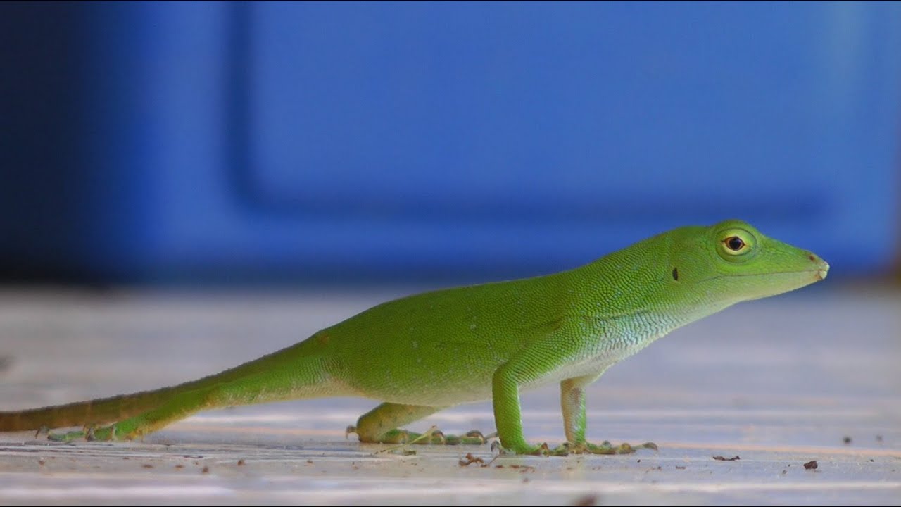 Costa Rican Wildlife Day 6 & 7: Lizards, Birds & Insects 2014 - YouTube