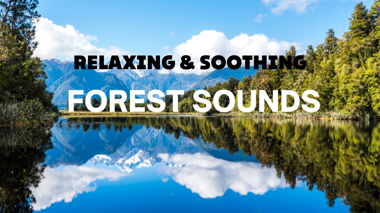 Calming forest sounds, peaceful birds chirping in the forest, the best ...
