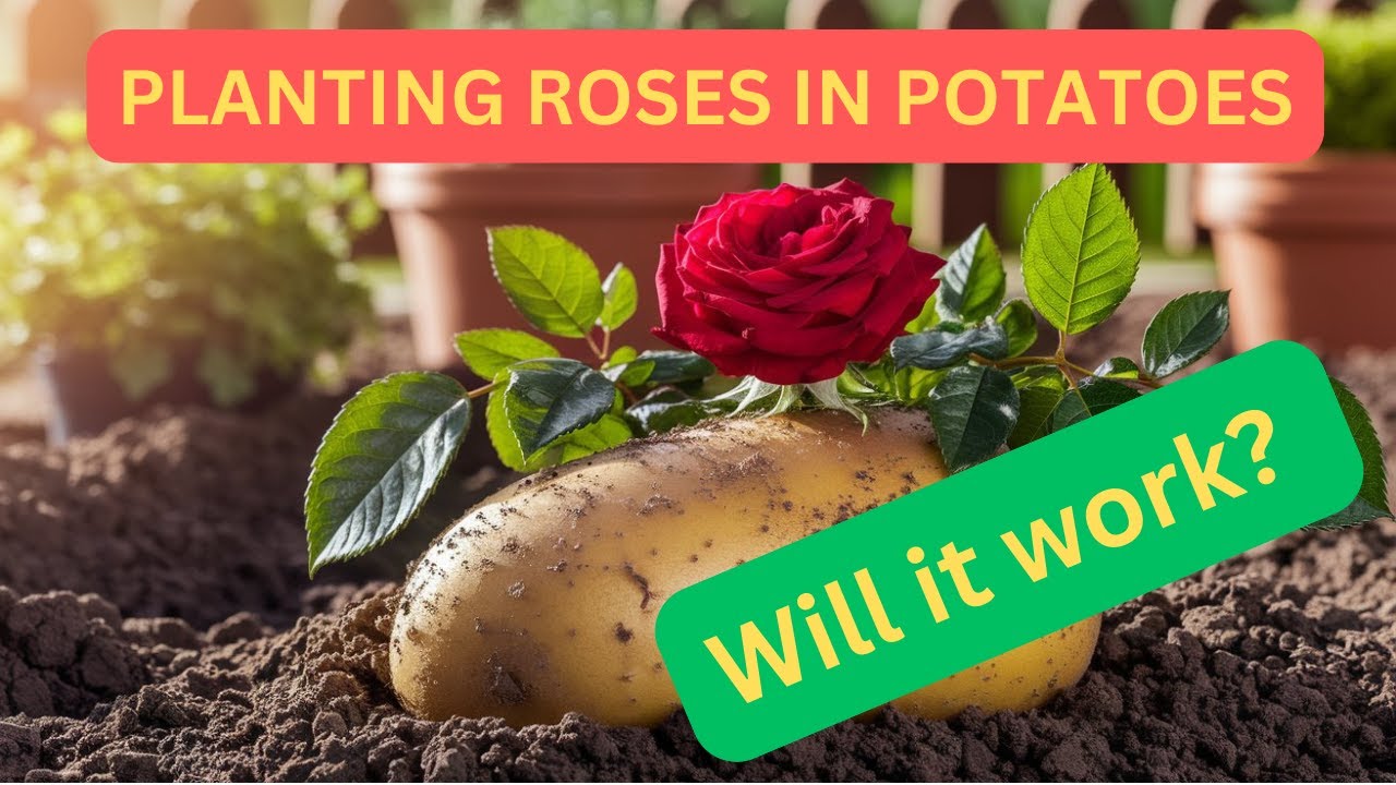 Planting Roses in potatoes, will it work? - YouTube