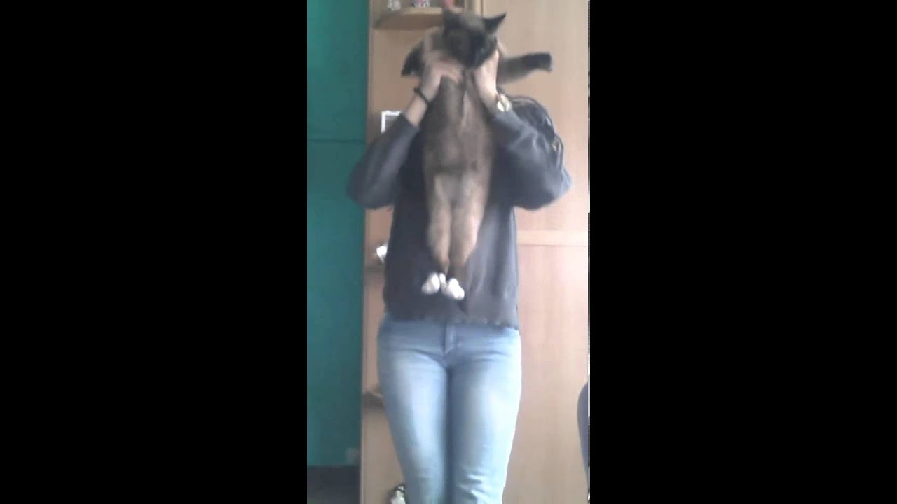 Laura gonzalez - rey leon - YouTube