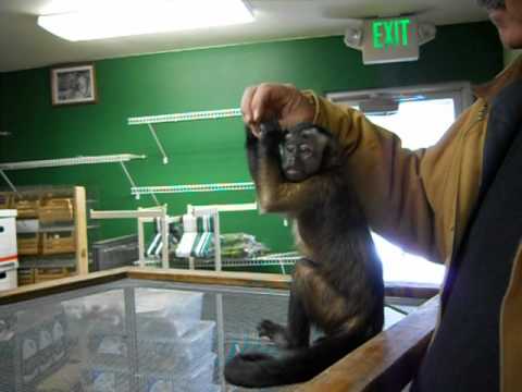Capuchin Monkey Gone Wild! - YouTube