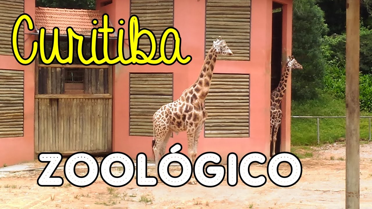 Dicas Animais - Zoológico de Curitiba - YouTube