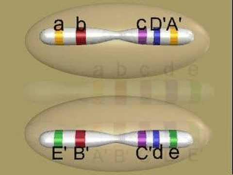 INVERSION HETEROZYGOTE - YouTube