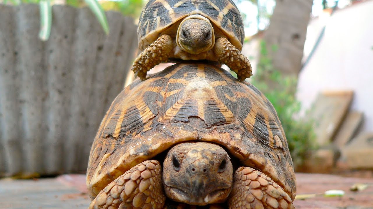 Teenage Tortoise yawns - YouTube