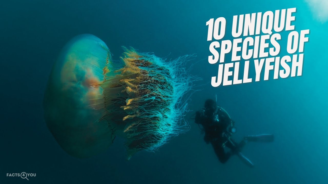 10 Different Types of Jellyfish - YouTube