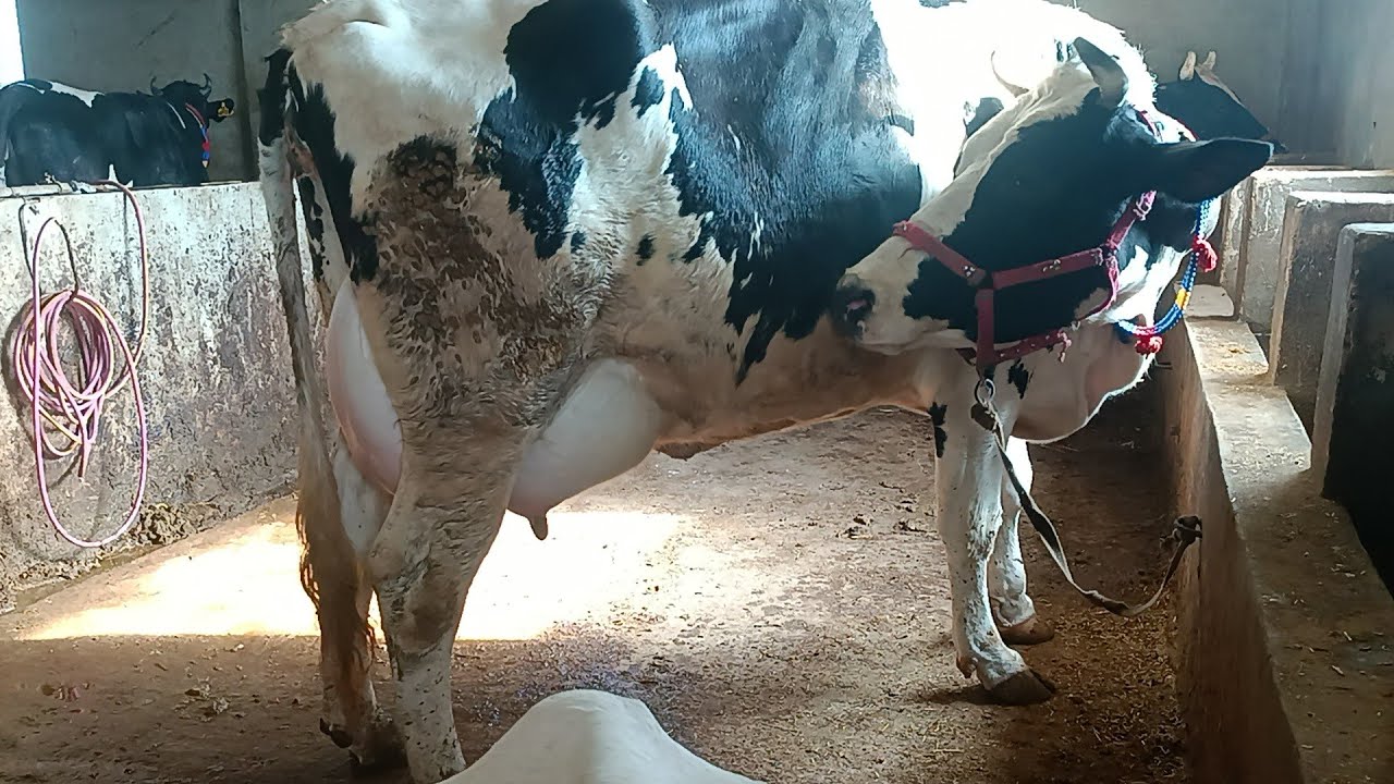 جولة عند المتابعين اخوكم ابووليد لتواصل معنا 994408588064+ - YouTube