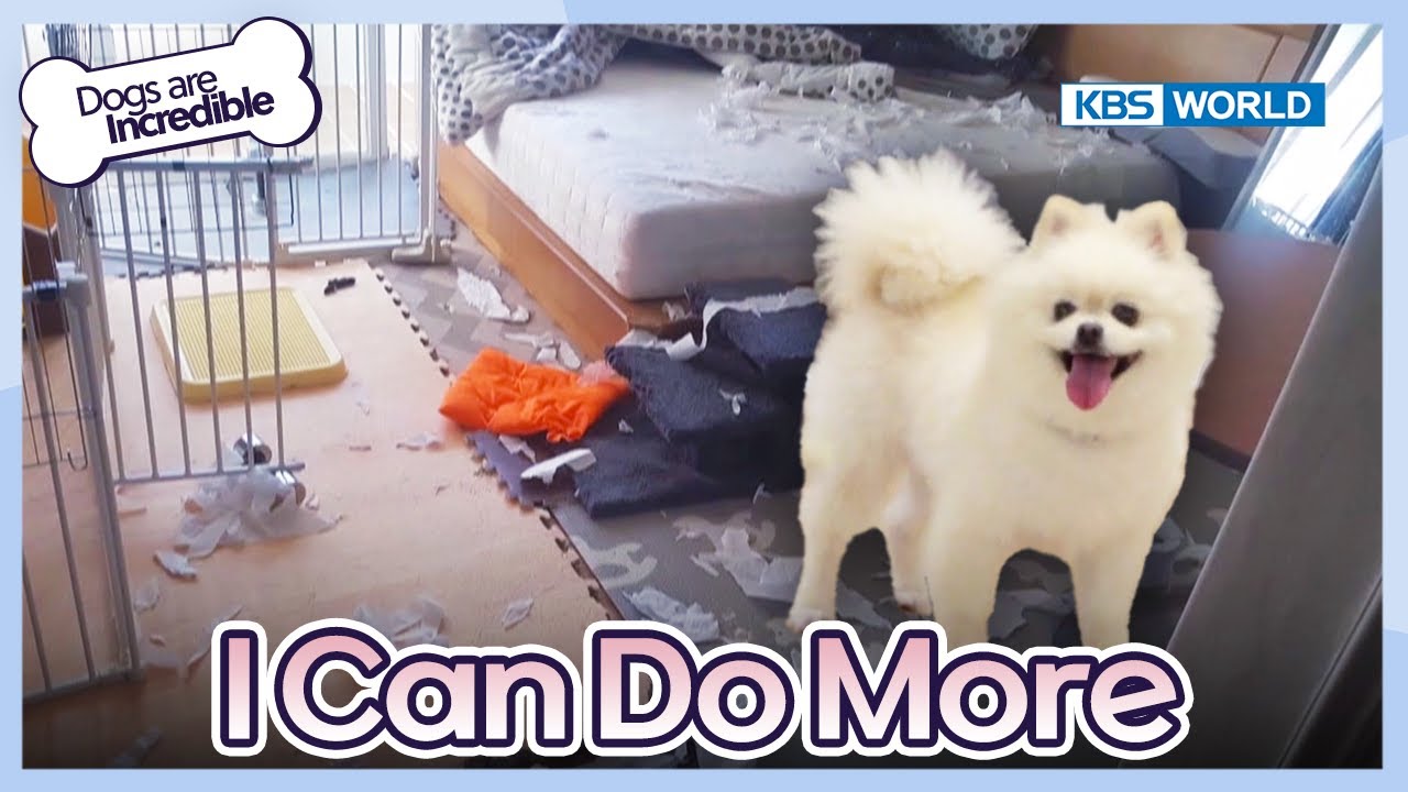 I Can Do More 🙄 [Dogs are incredible : EP.194-1] | KBS WORLD TV 231121 ...