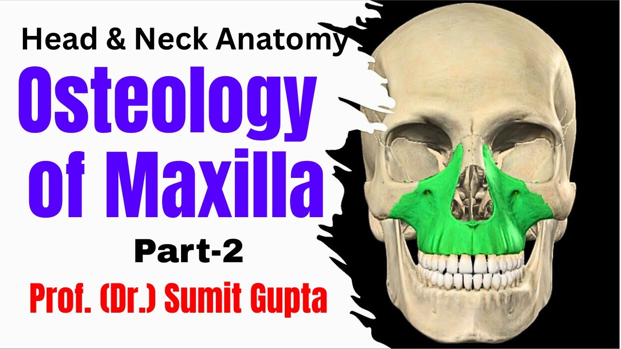 Anatomy of Maxilla Bone : Part-2 ( Processes ) - YouTube