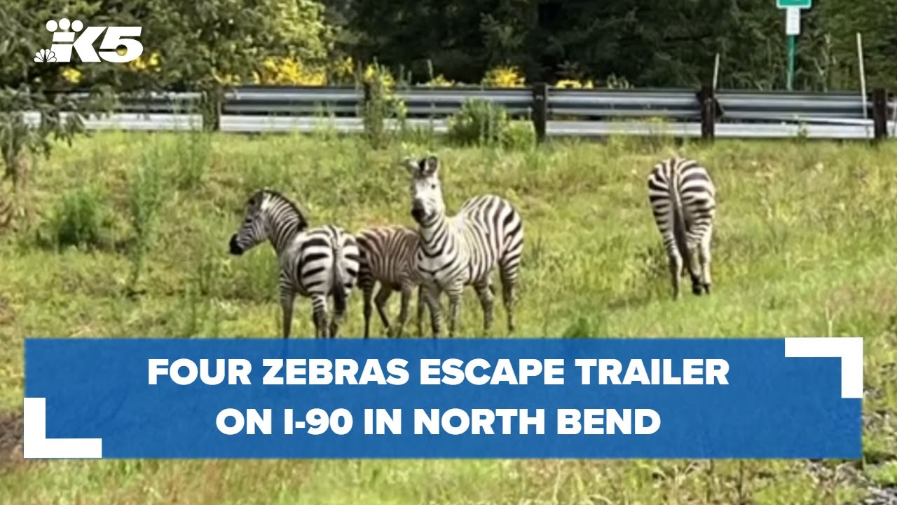 Four zebras escape trailer on I-90 in North Bend - YouTube