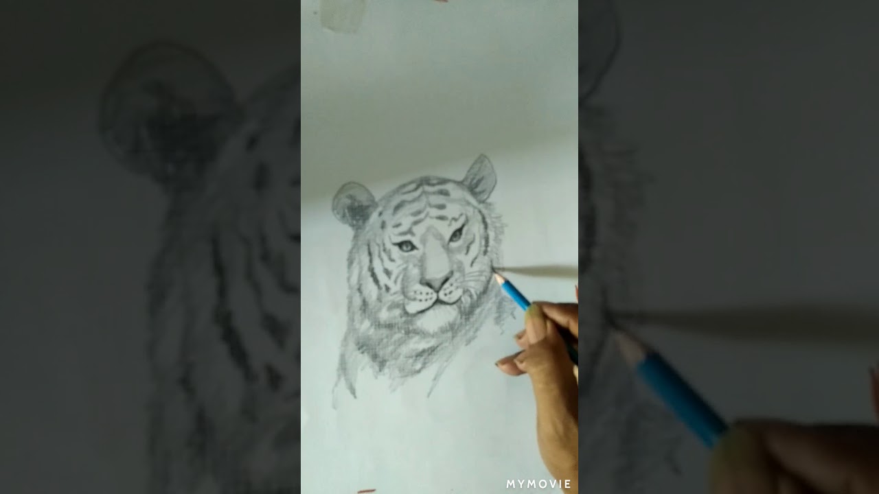 learn to draw tiger heads - YouTube