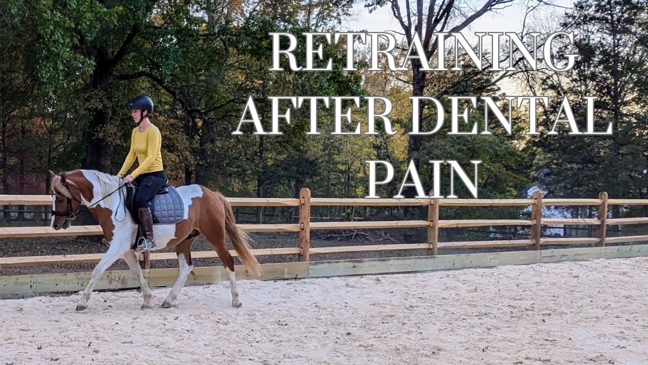 Retraining My Pony After Dental Pain - YouTube