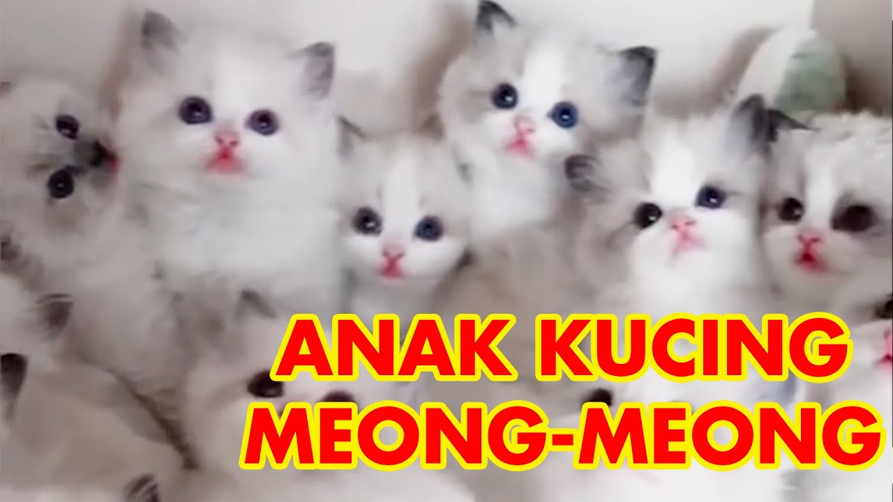 ANAK KUCING MEONG-MEONG !! KELAKUAN ANAK KUCING YANG MENGGEMASKAN ...