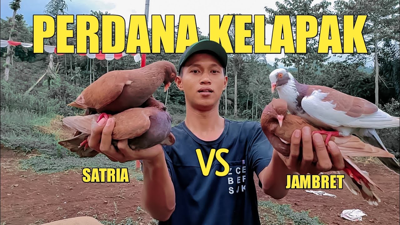 MERPATI PLONTANG VS MERPATI GAMBIR BAGUS MANA NIH ?! - YouTube