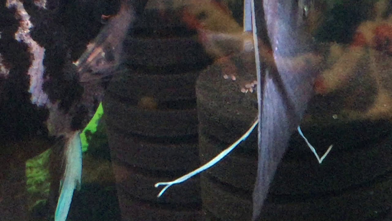Little Angelfish Wigglers! - YouTube