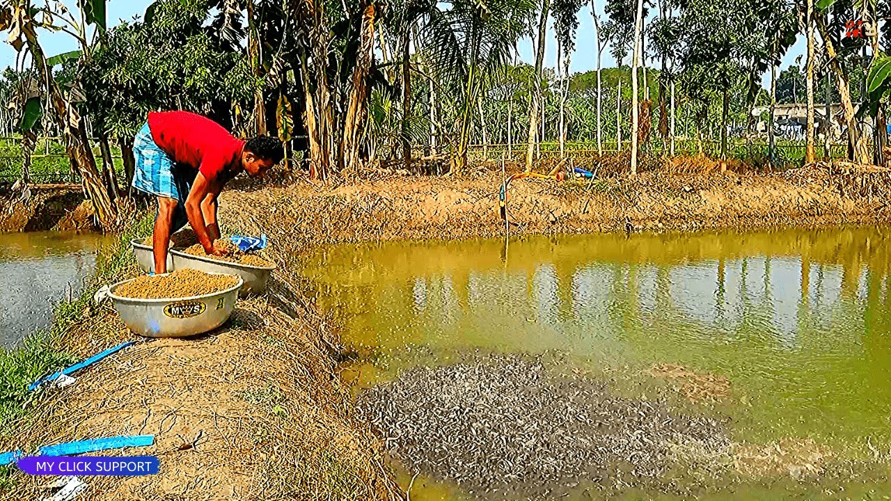 Hybrid Magur Fish Farming Business in India | Million Catfish Eating ...