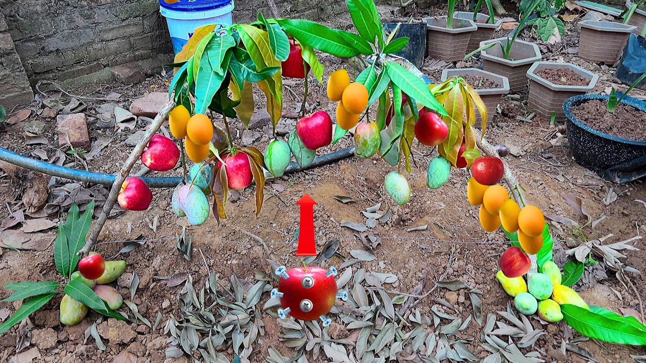100%. Growing Mango And Apple Trees With Great Technique | How to Grow ...