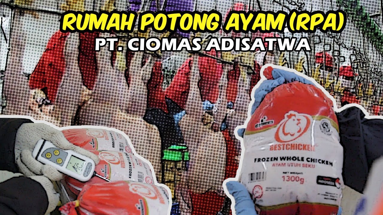 Rumah Potong Ayam (RPA) PT. CIOMAS ADISATWA - YouTube