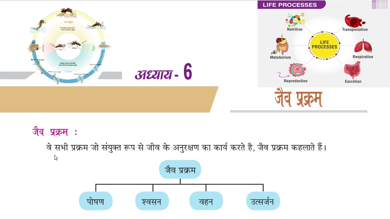 What Is Life Process Full Concept YouTube what-is-life-process-full-concept-youtube