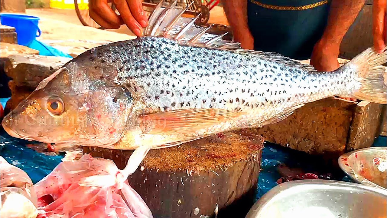 Expensive Tiger Snapper Fish Cutting Skills | Giant Tiger Snapper Fish ...