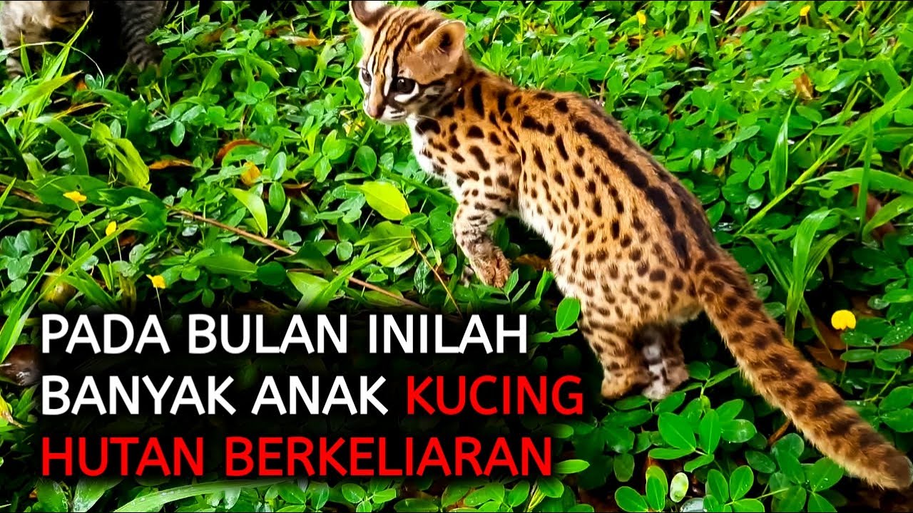MASA KEHAMILAN DAN KELAHIRAN KUCING HUTAN | Blacan/kucing congkok/macan ...