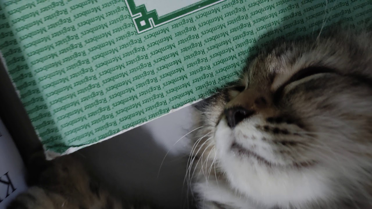 MY FREN CAT SO CUTEEE! - YouTube