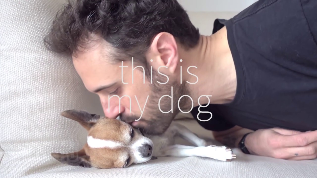 Why chihuahuas are the best friends - YouTube