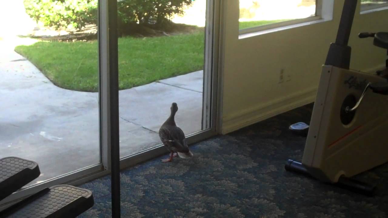Ducks leavin the homies behind in the weight room - YouTube