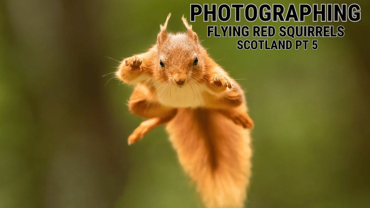 WILDLIFE PHOTOGRAPHY | Photographing Jumping Red Squirrels in Scotland from a Woodland Hide ...