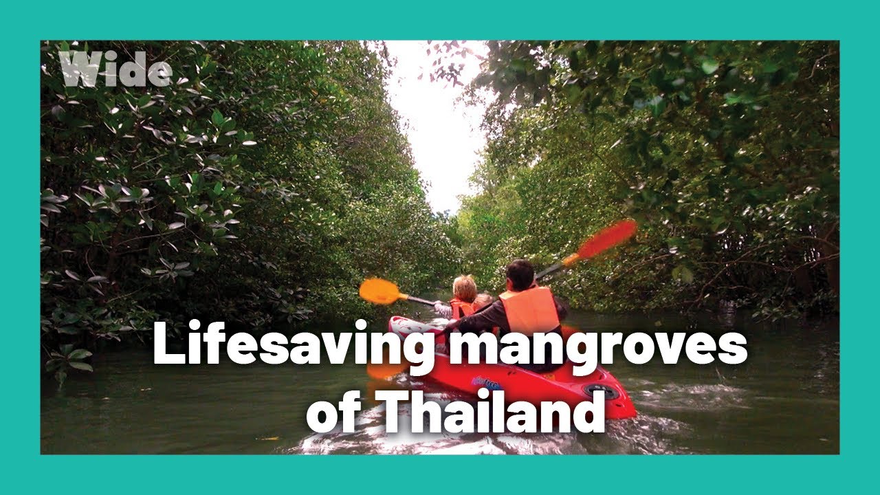 Protecting Thailand’s fast changing environment | WIDE - YouTube