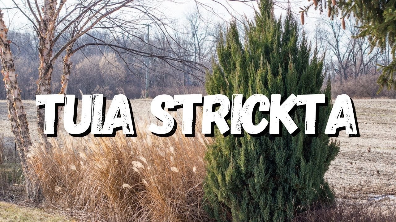 Tuia Strickta: Saiba Tudo Sobre Essa Planta - YouTube
