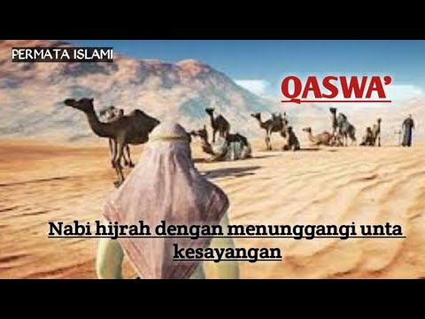Inilah!...Unta Yang Menemani RASULULLAH Saat Hijrah Ke Madinah#Qaswa ...