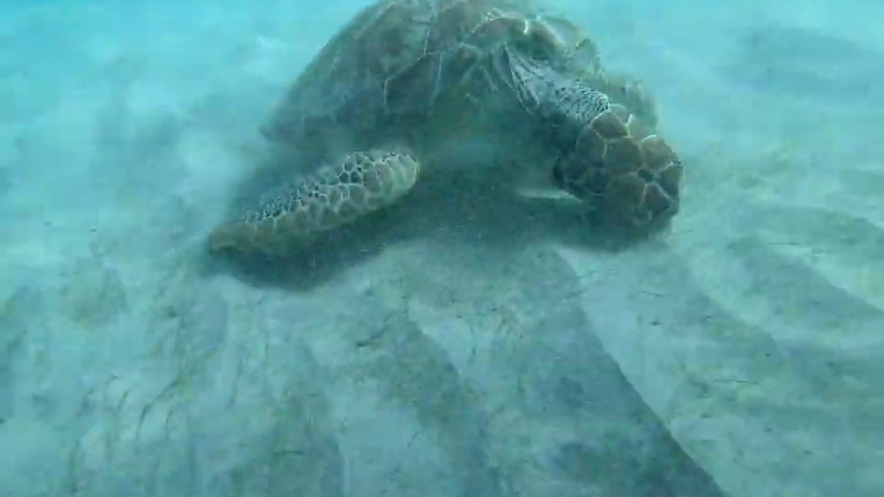 St Thomas Sea Turtle Dive Tour - YouTube