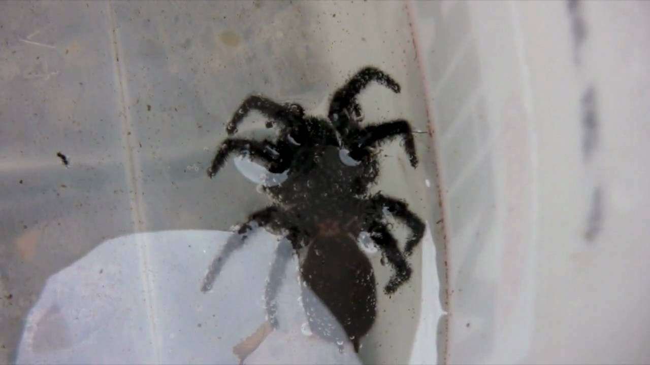 HUGE DEADLY FUNNEL WEB Spider - Playing Dead - Watch in HD!!!! PART 1 ...