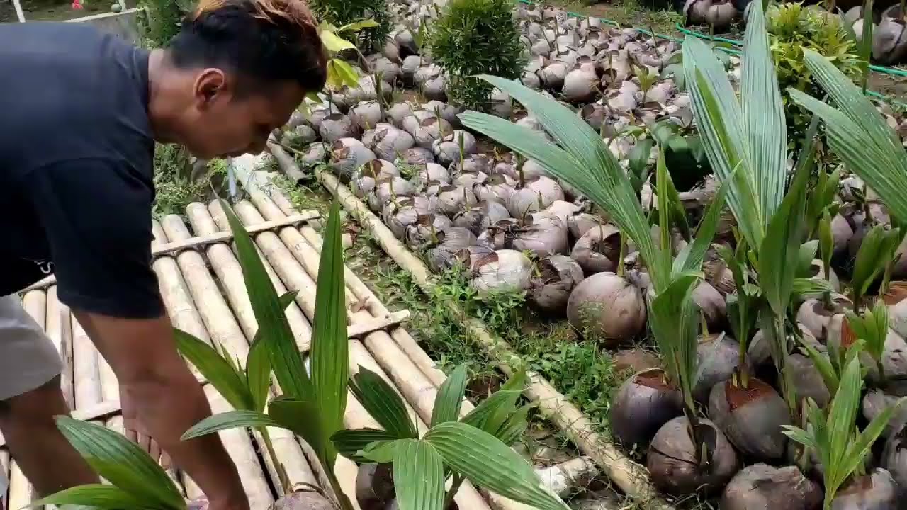 Proses Penyortiran Bibit Kelapa Genjah Entok Kebumen - YouTube