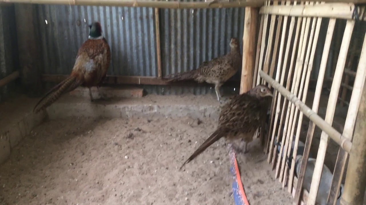 Chim trĩ ở An Giang. ĐT 0936990455 - YouTube